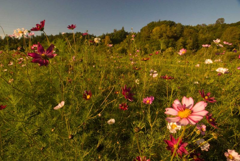 | Oxbow Farm & Conservation Center