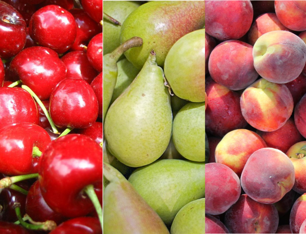 Add on 15 weeks of WA fruit to your CSA share | Oxbow Farm ...