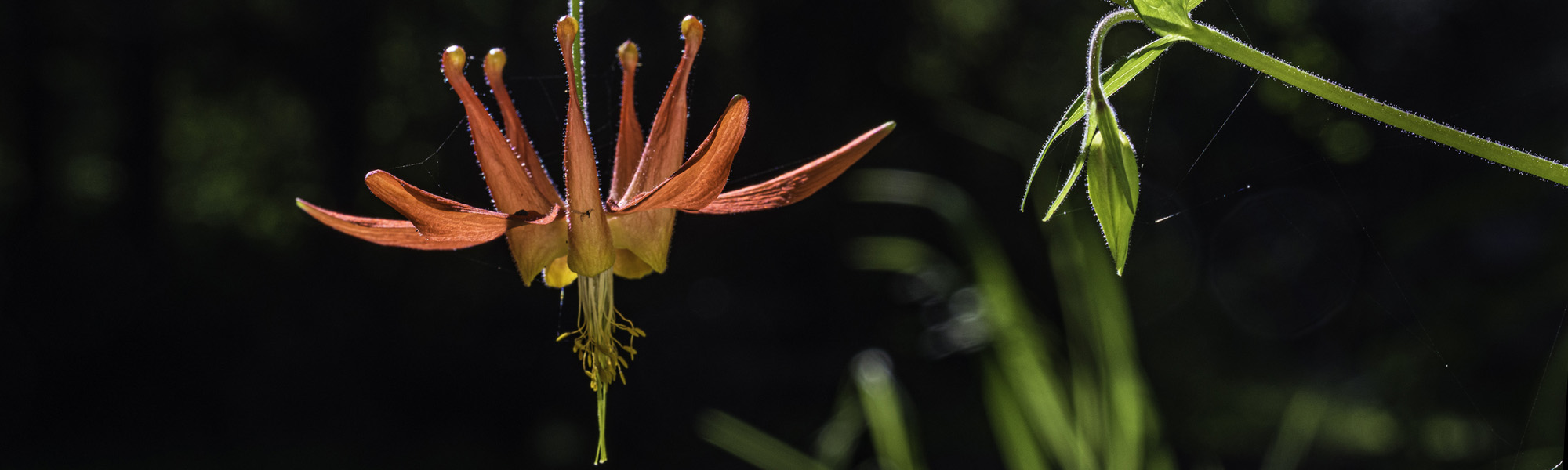 Red Columbine | Oxbow Farm & Conservation Center