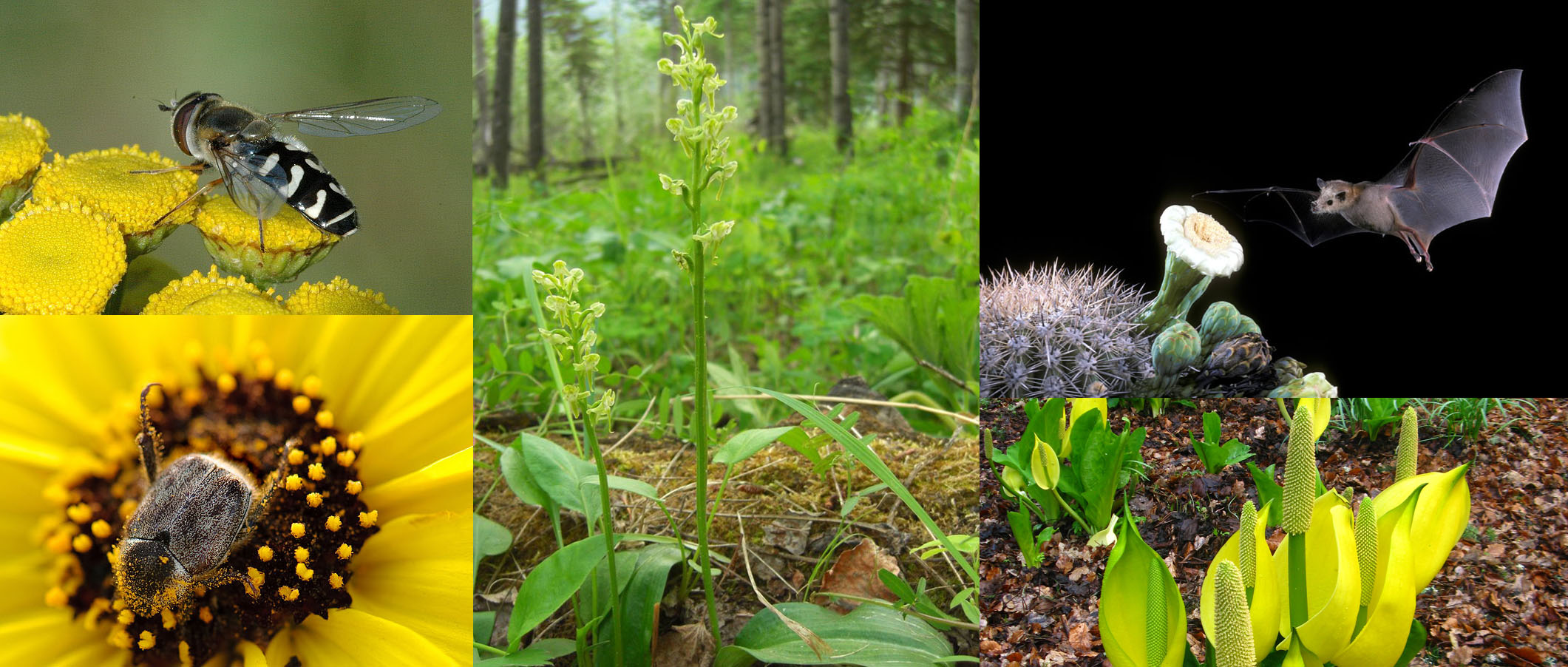 Four common pollinators that might surprise you | Oxbow Farm ...