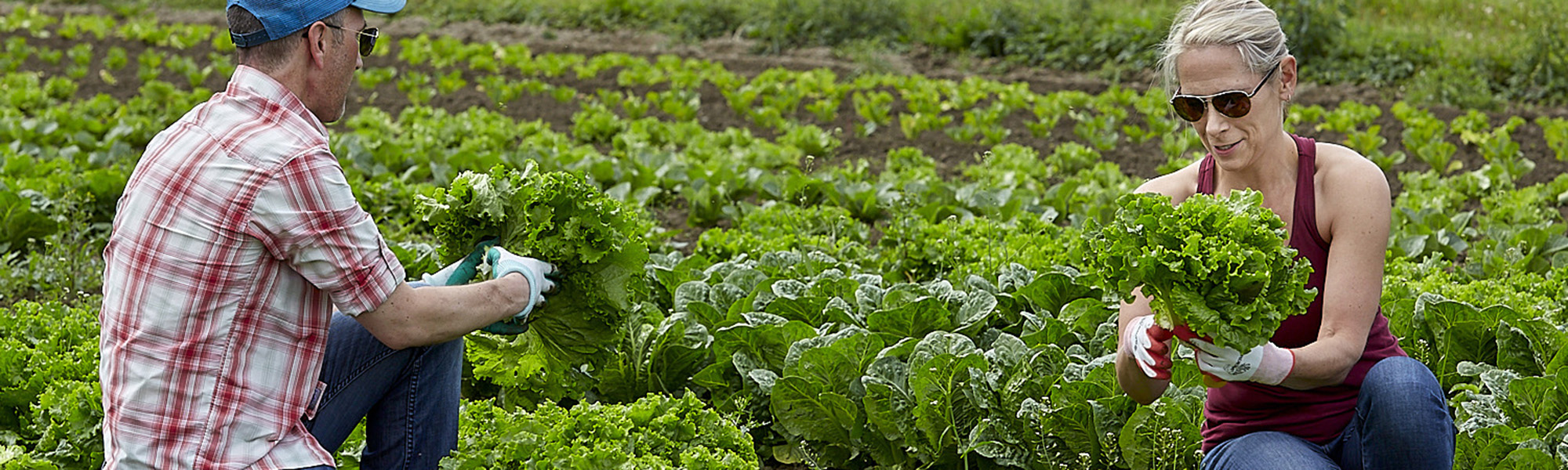 Food Access & Gleaning | Oxbow Farm & Conservation Center