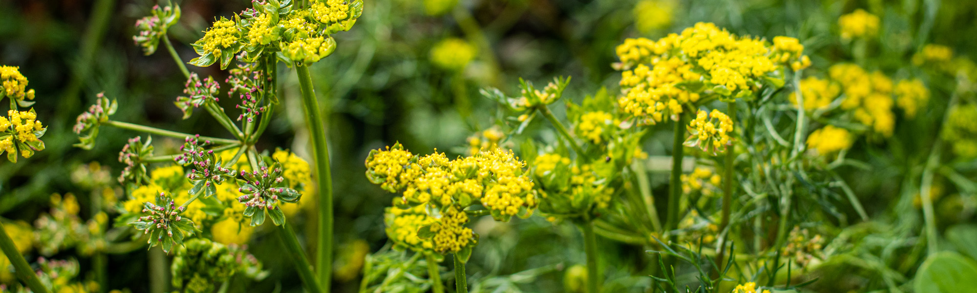 Why Choose Native Plants? | Oxbow Farm & Conservation Center