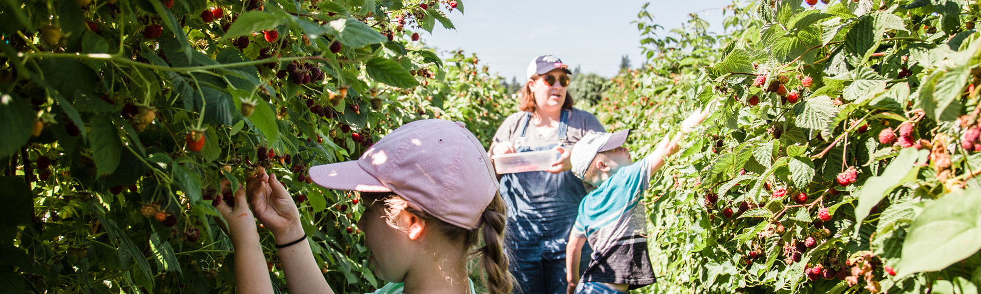 U-Pick at Oxbow | Oxbow Farm & Conservation Center