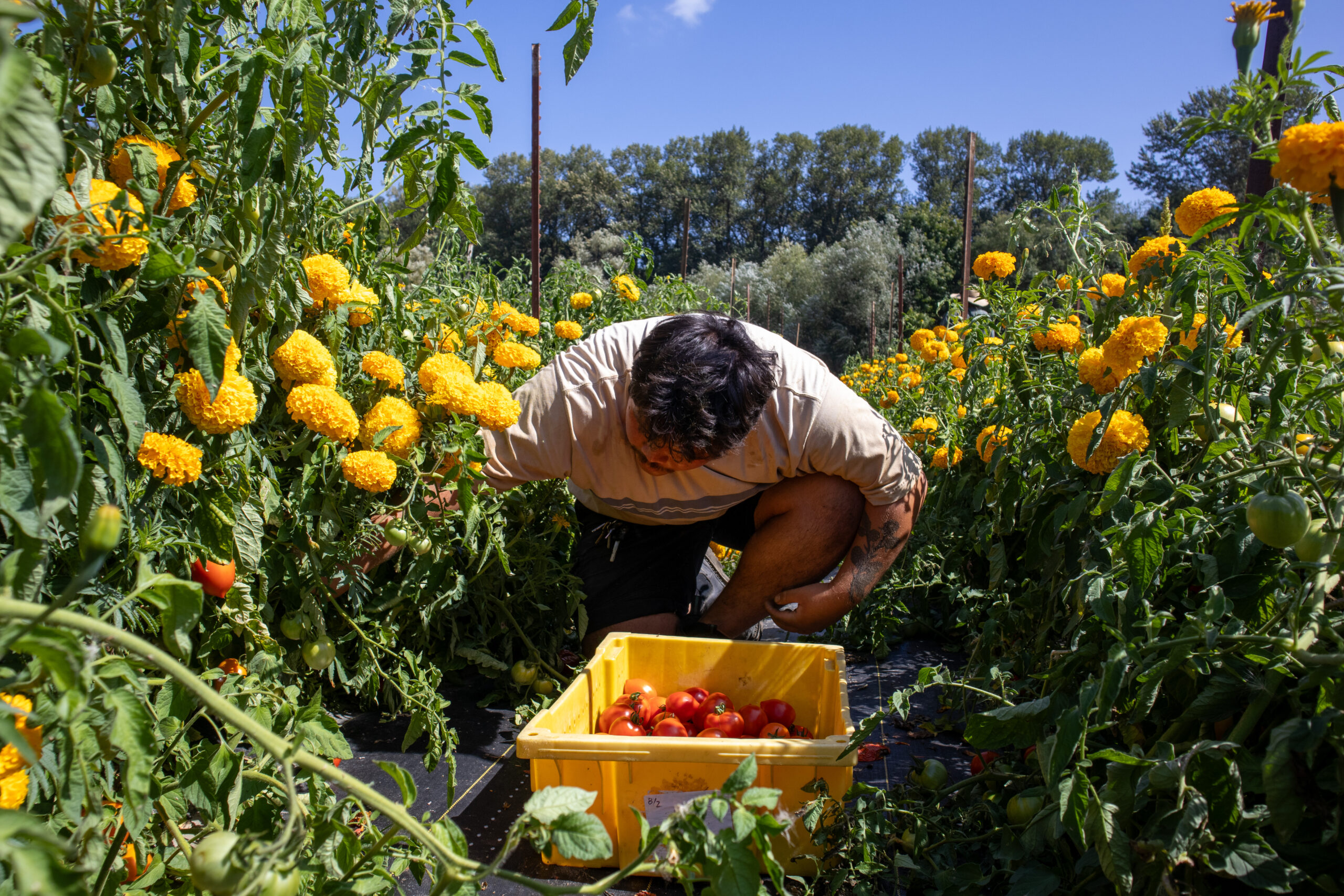 Dry farming: A bounty of sweet fruit, no irrigation necessary | Oxbow ...